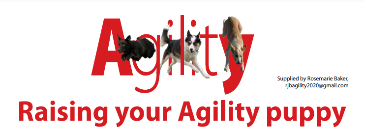DogsNZ Agility
